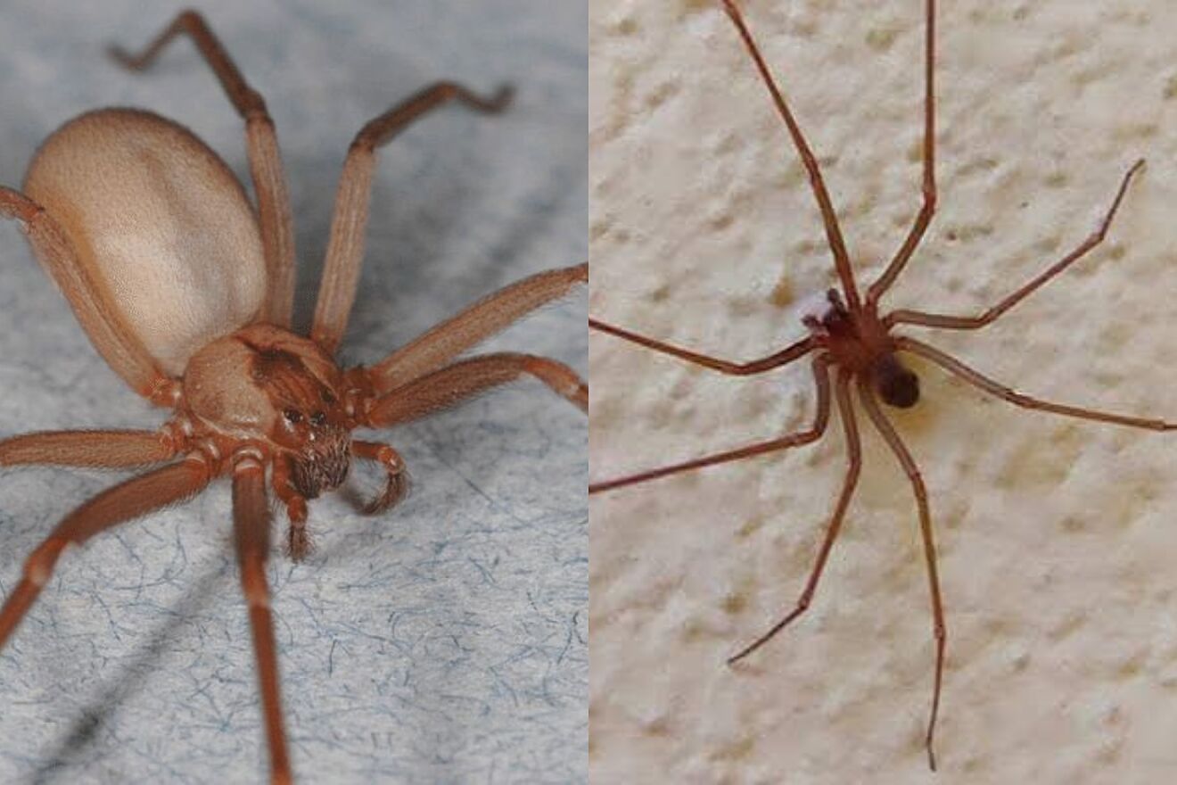 Picadura Araña Violinista: 9 síntomas de la mordedura; UNAM nos dice ...